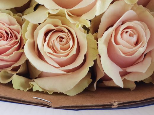 Arca Flowers: Calidad y Belleza en Cada Flor desde Colombia y Ecuador