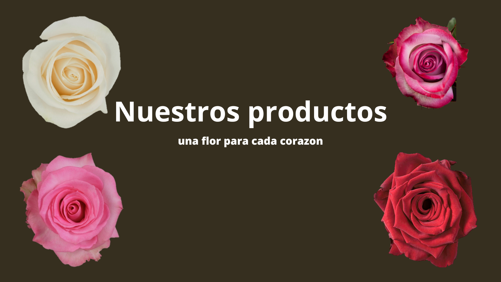 Proveedor de flores de calidad al por mayor en Europa y EE. UU. Arca ...